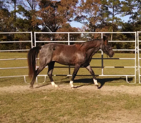 Missouri Fox Trotting Horse Horses For Sale - MyHorseForSale.com Equine ...