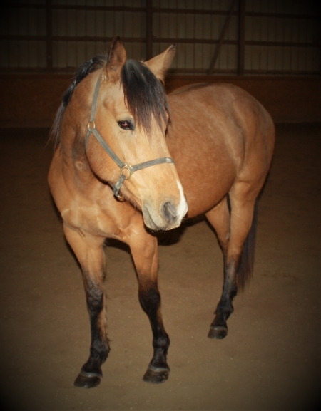 Indiana Horses For Sale - MyHorseForSale.com Equine Classifieds