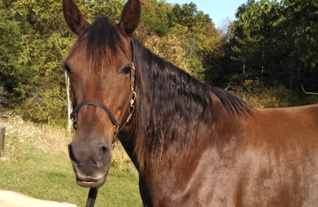 Wisconsin Horses For Sale - MyHorseForSale.com Equine Classifieds