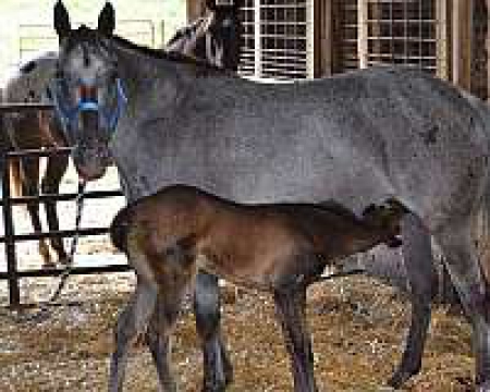 Indiana Horses For Sale - MyHorseForSale.com Equine Classifieds