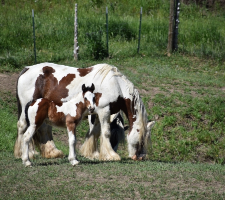 Colorado Horses For Sale - MyHorseForSale.com Equine Classifieds