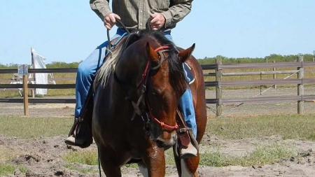 Wisconsin Horses For Sale - MyHorseForSale.com Equine Classifieds
