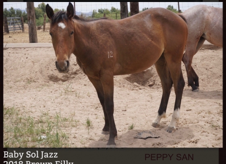 Arizona Horses For Sale - MyHorseForSale.com Equine Classifieds