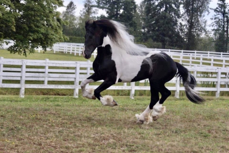 Indiana Horses For Sale - MyHorseForSale.com Equine Classifieds