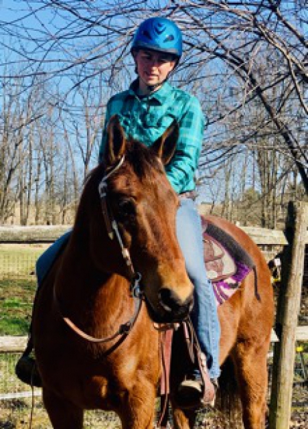 Quarab Gelding For Sale In Pennsylvania - Handsome Trail Horse Deluxe ...