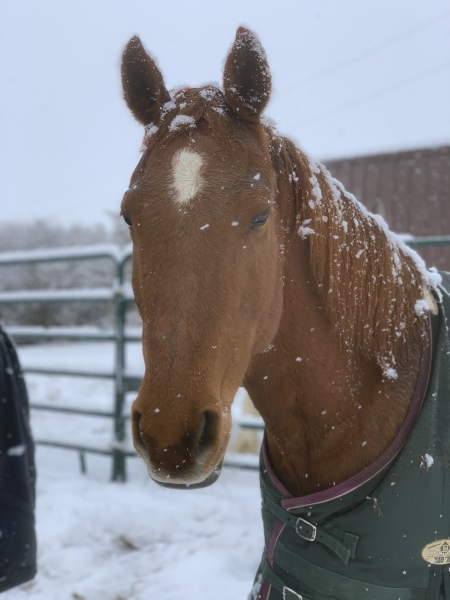 Colorado Horses For Sale - MyHorseForSale.com Equine Classifieds